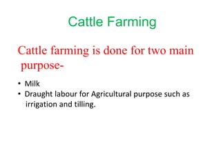 Cattle production | PPTX