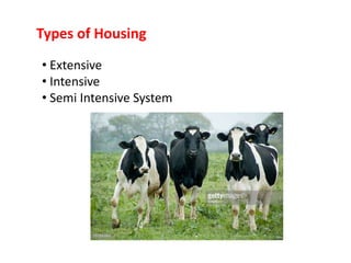 Cattle production | PPTX