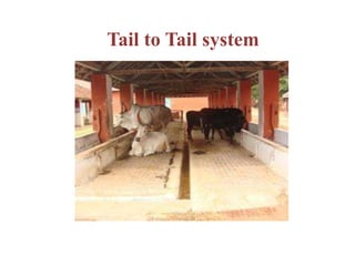 Cattle production | PPTX