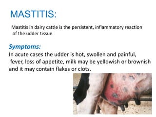 Cattle production | PPTX