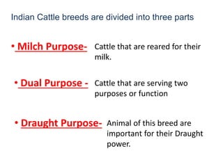 Cattle production | PPTX
