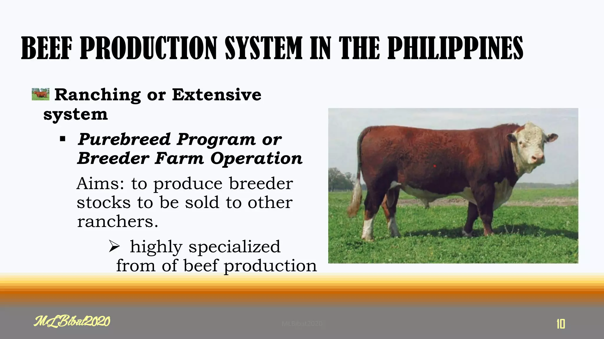 Cattle production | PDF