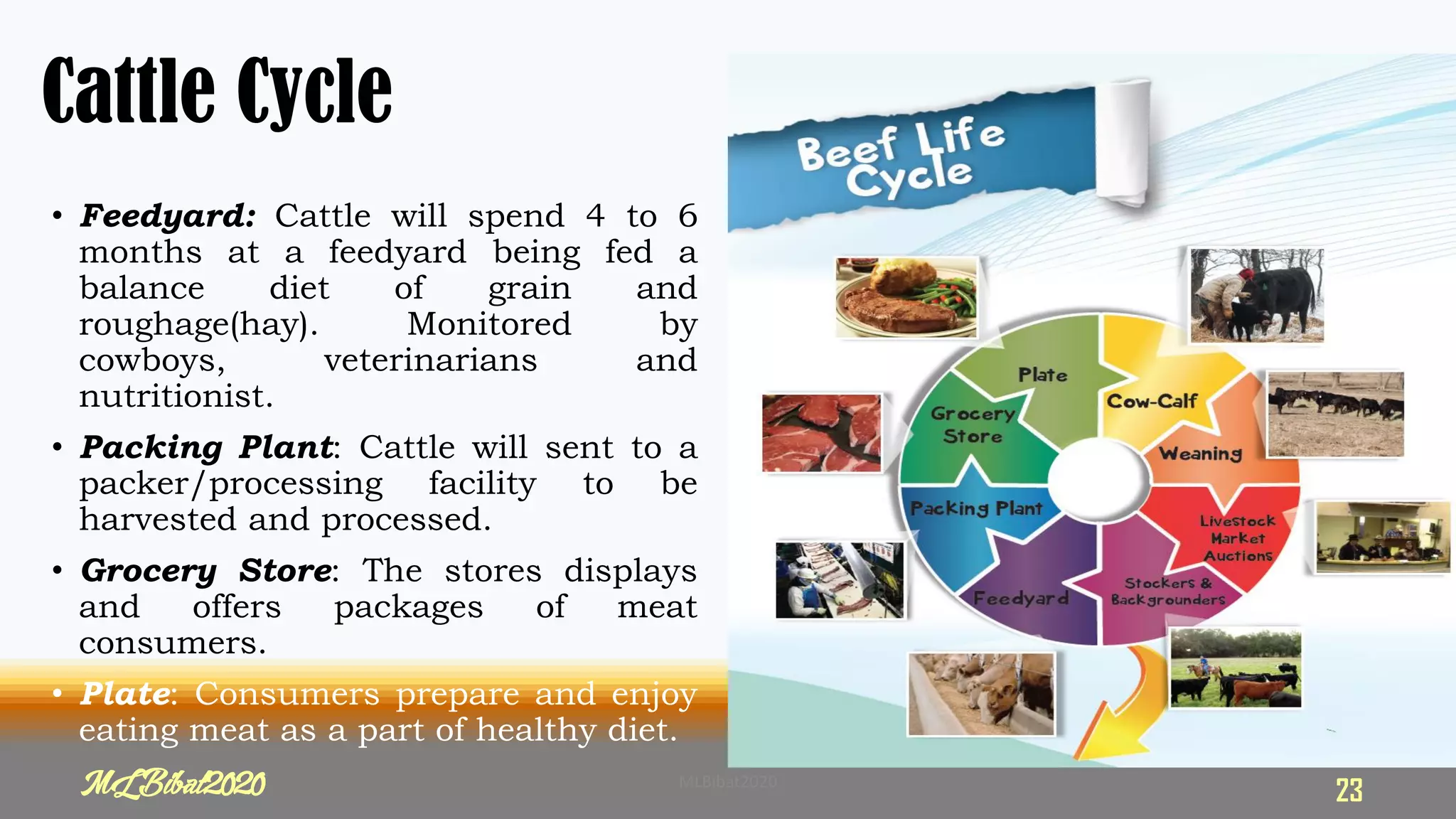 Cattle production | PDF