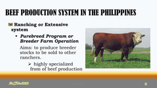 Cattle production | PDF