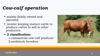 Cattle production | PDF