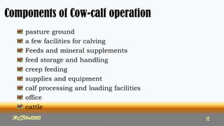 Cattle production | PDF