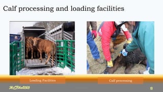 Cattle production | PDF