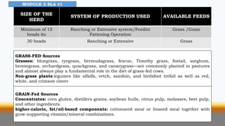 Cattle production | PDF