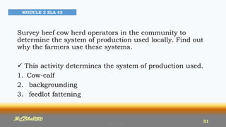 Cattle production | PDF