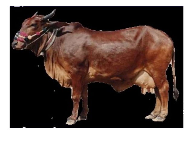 Cattles farming and cattle breeds in pakistan By Allah Dad Khan | PPTX ...