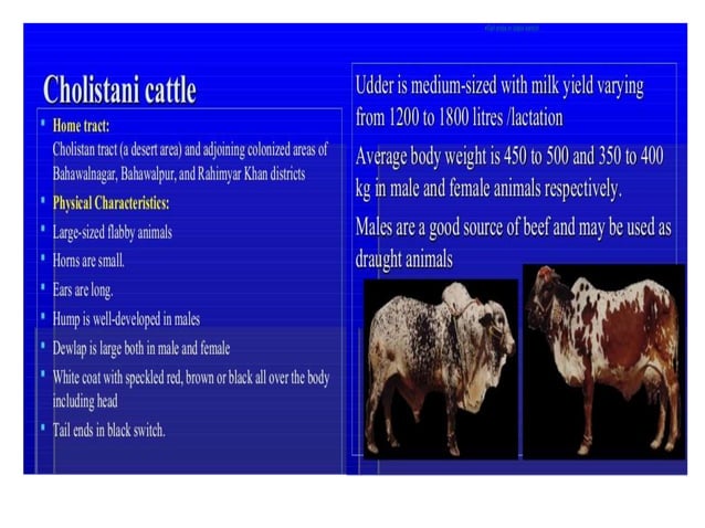 Cattles farming and cattle breeds in pakistan By Allah Dad Khan | PPTX ...