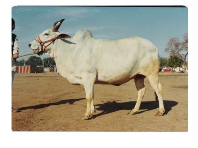 Cattles farming and cattle breeds in pakistan By Allah Dad Khan | PPTX ...