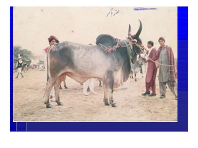 Cattles farming and cattle breeds in pakistan By Allah Dad Khan | PPTX ...