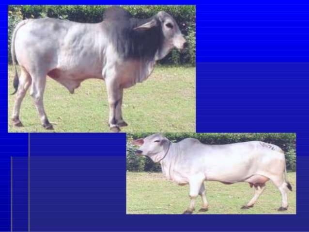 Cattles farming and cattle breeds in pakistan By Allah Dad Khan | PPTX ...