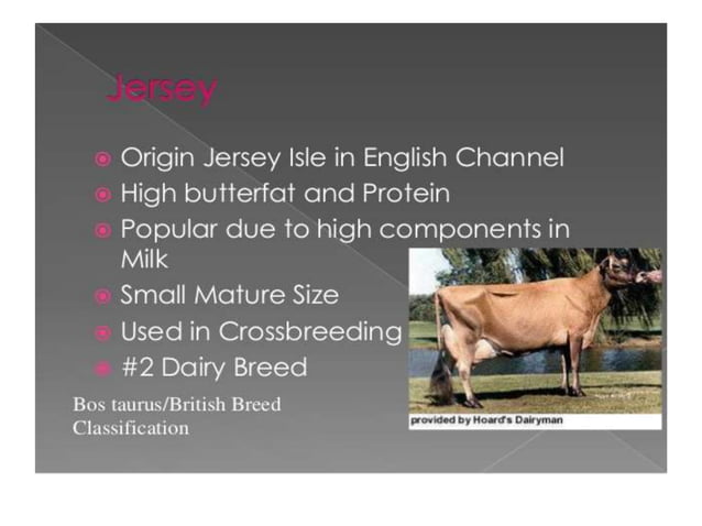 Cattles farming and cattle breeds in pakistan By Allah Dad Khan | PPTX ...