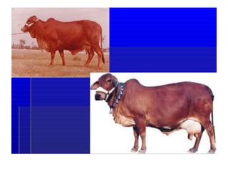 Cattles farming and cattle breeds in pakistan By Allah Dad Khan | PPTX