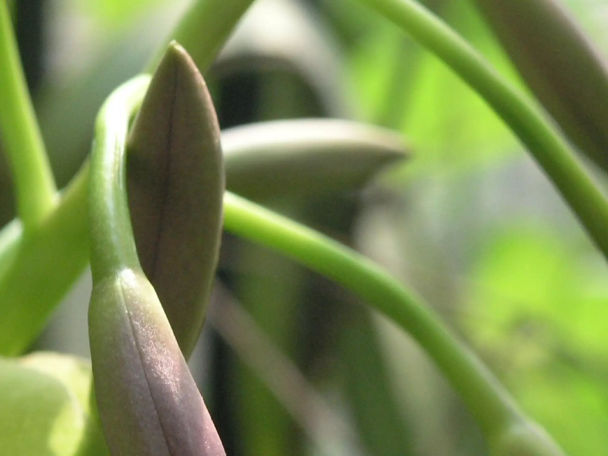 cattleya spike timeline | PPT