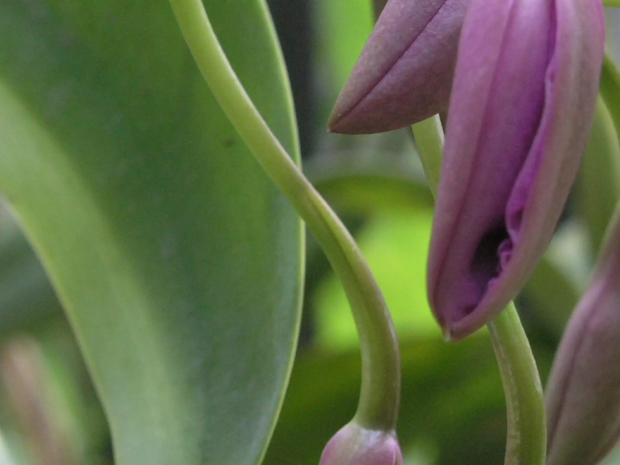 cattleya spike timeline | PPT