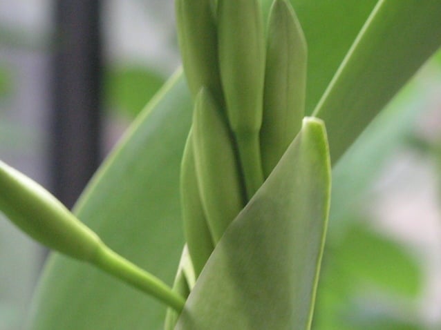 cattleya spike timeline | PPT