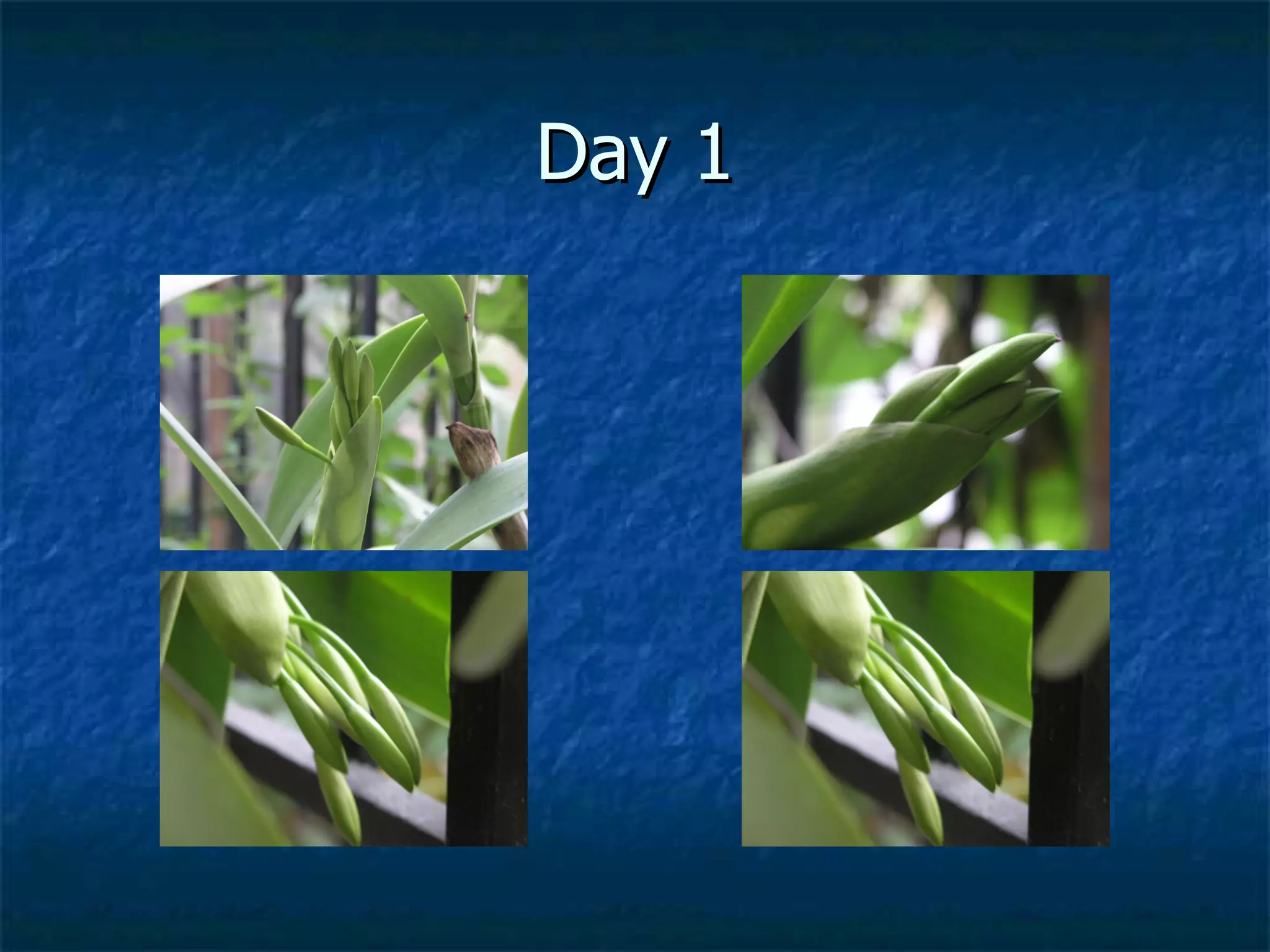 cattleya timeline part 1 | PPT