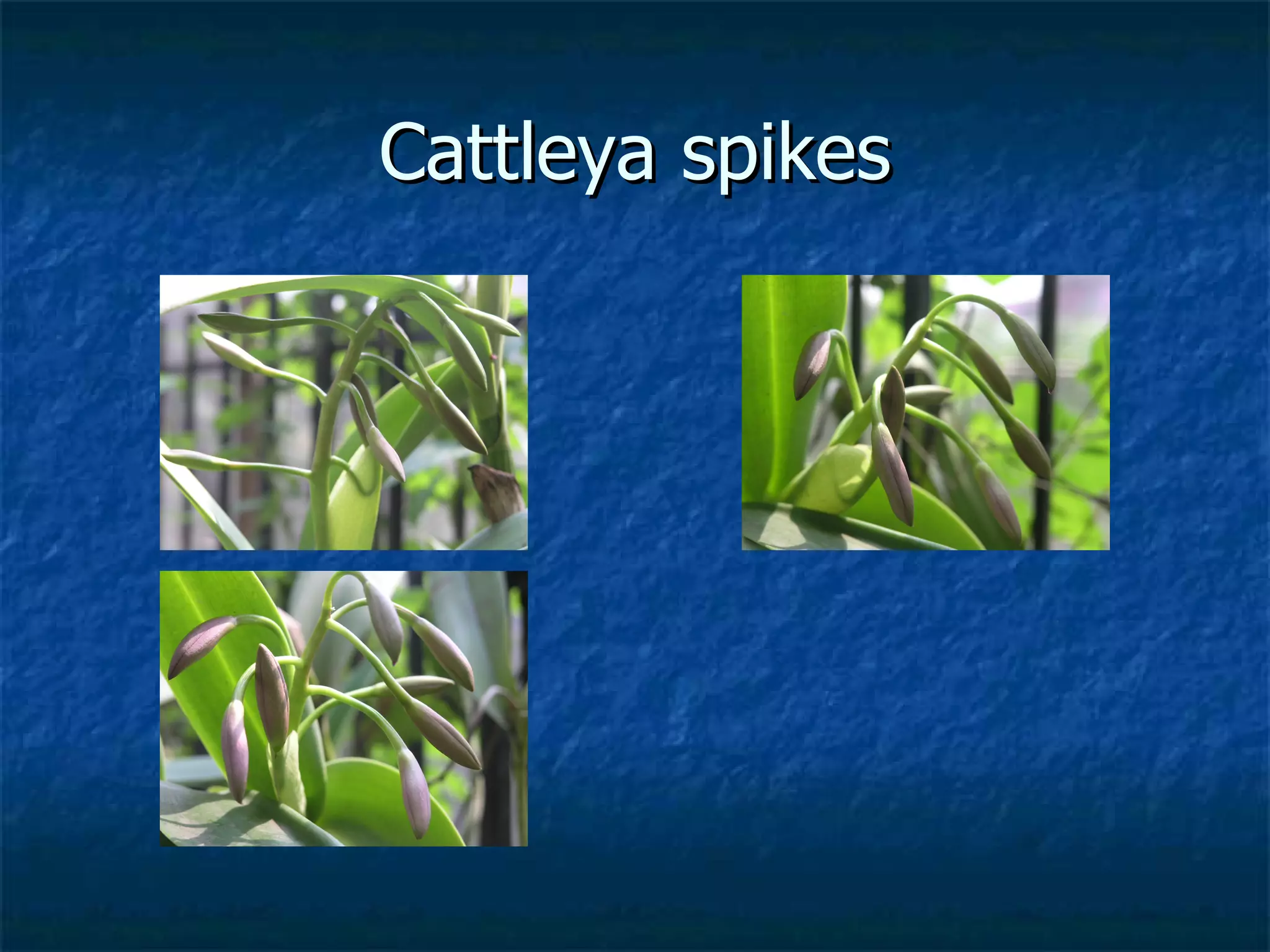 cattleya timeline part 1 | PPT
