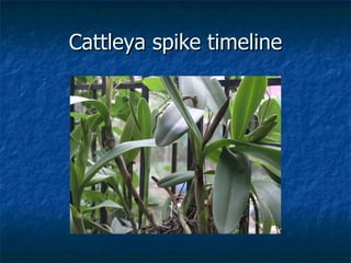 cattleya timeline part 1 | PPT