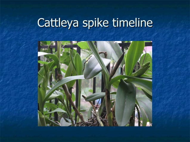 cattleya timeline part 1 | PPT