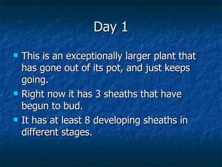 cattleya timeline part 1 | PPT