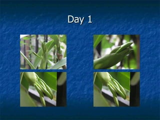cattleya timeline part 1 | PPT
