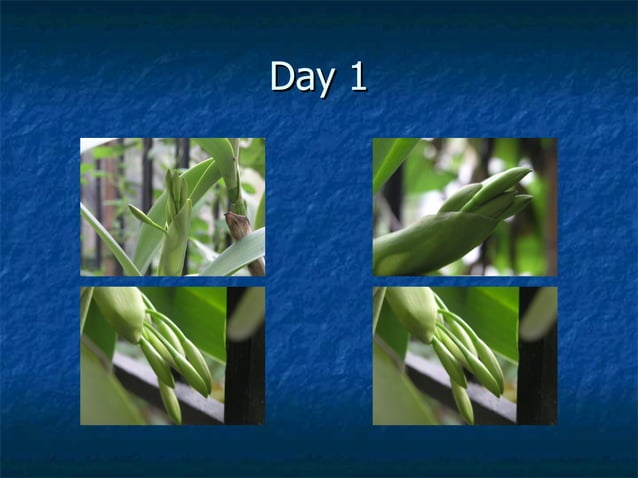 cattleya timeline part 1 | PPT