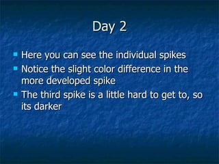 cattleya timeline part 1 | PPT