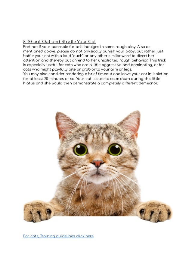 Cat Training Tips.pdf