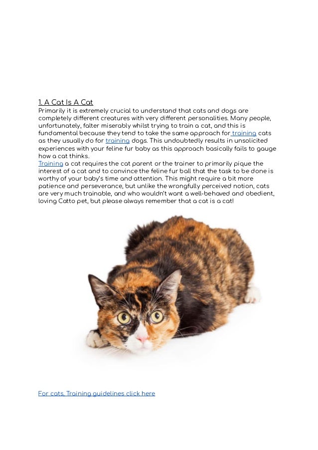Cat Training Tips.pdf