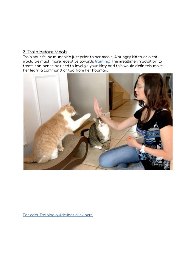 Cat Training Tips.pdf