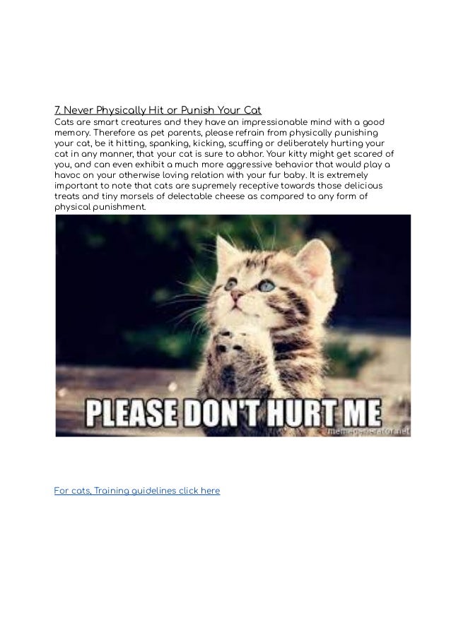 Cat Training Tips.pdf