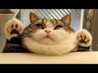 Cat videos to watch | PPT