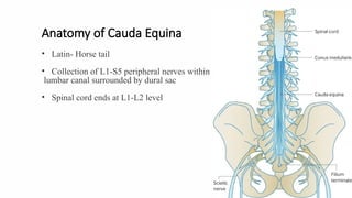 Cauda Equina Syndrome its Clinical features .pptx