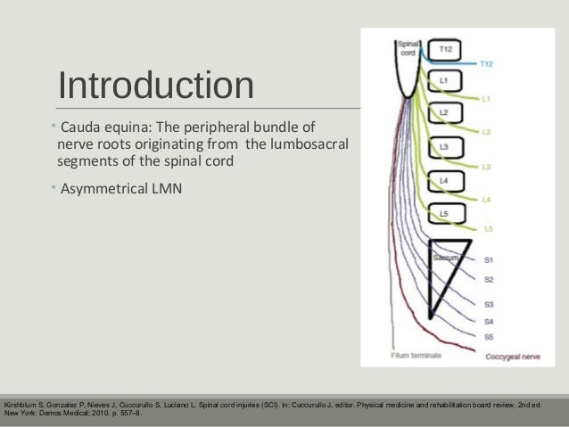 Presentation A Neurological Perspective Of Cauda Equina