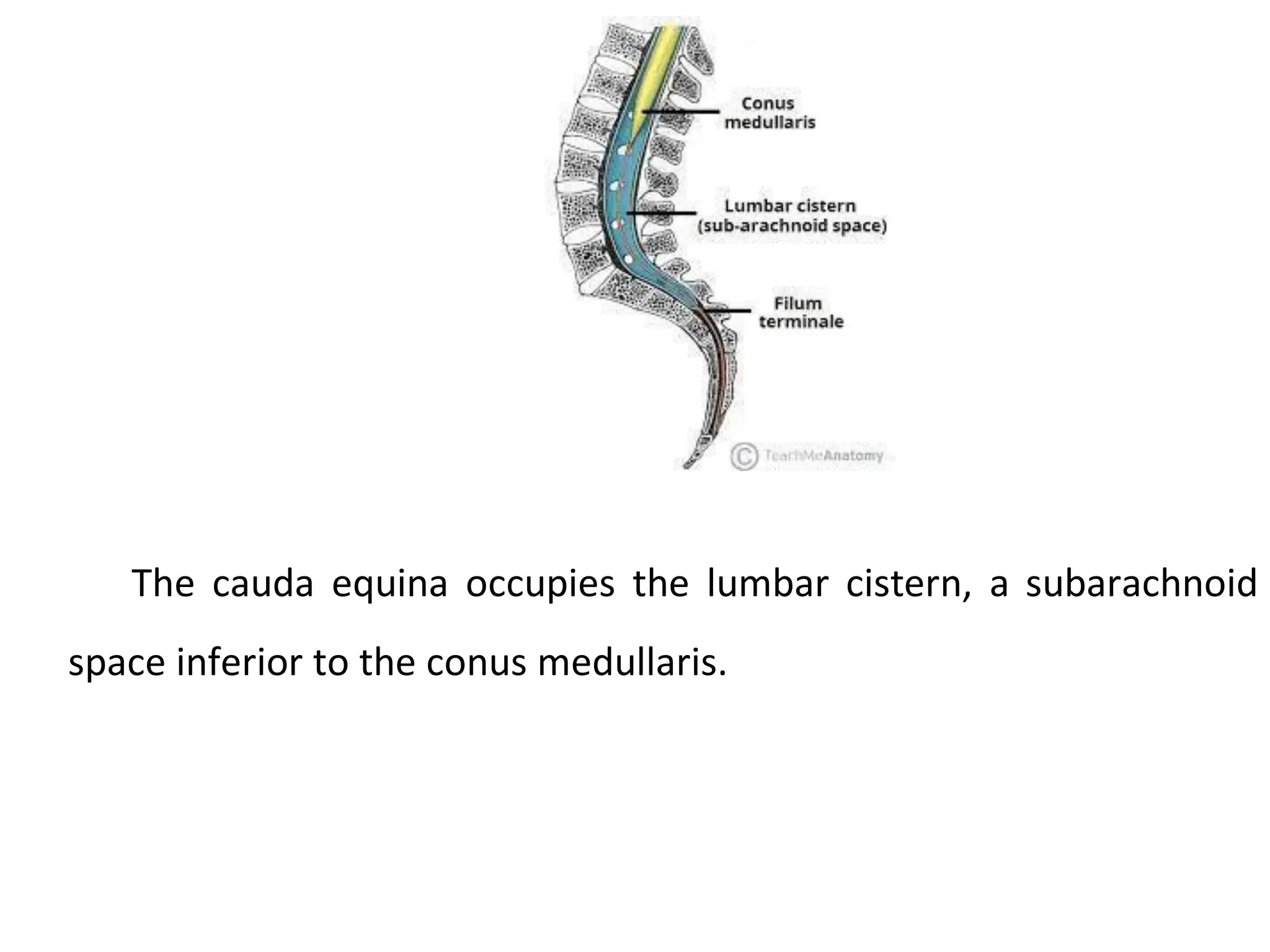 cauda equina syndrome 2021 (lumbar) .pdf