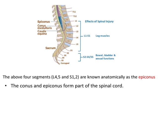 cauda equina syndrome 2021 (lumbar) .pdf