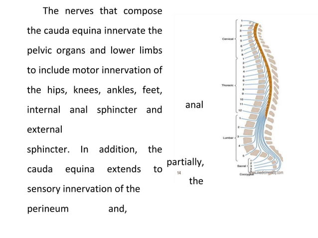 cauda equina syndrome 2021 (lumbar) .pdf