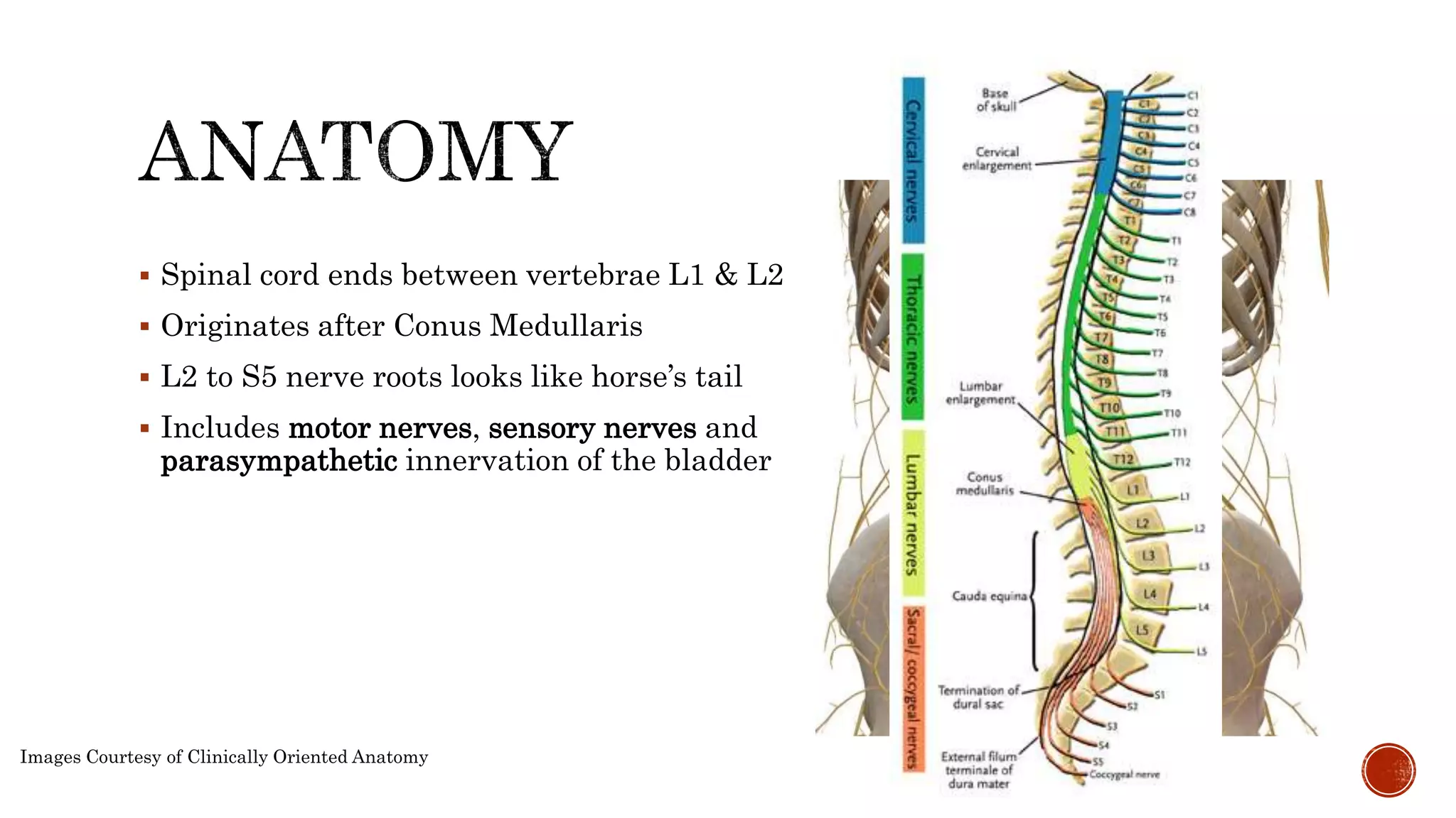 Cauda equina syndrome | PPTX