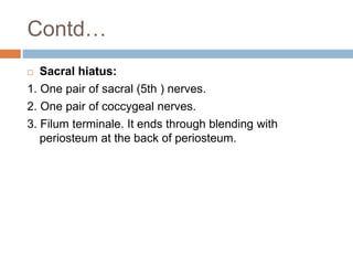 Caudal anesthesia | PPTX