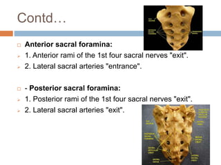 Caudal anesthesia | PPTX