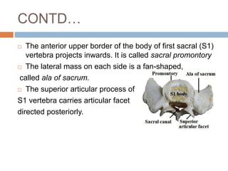 Caudal anesthesia | PPTX