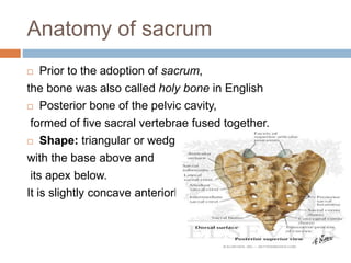 Caudal Anesthesia Technique