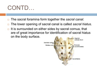 Caudal Anesthesia Technique