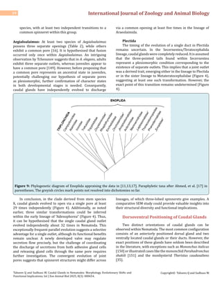 Caudal Glands in Nematodes: Morphology, Evolutionary Shifts and ...