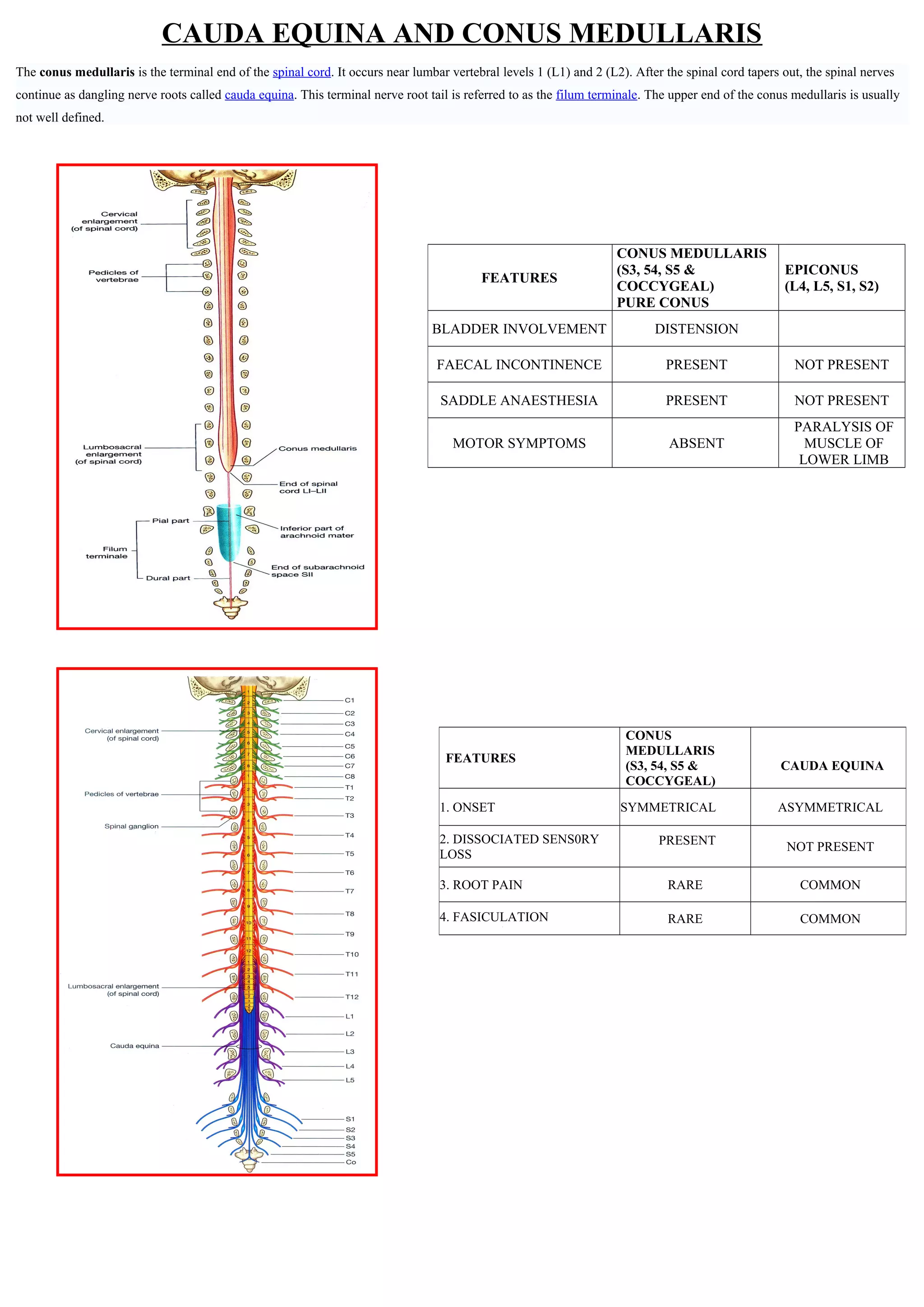 spinal cord - Cauda vs. conus | DOC