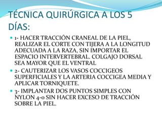 Caudectomia en caninos | PPTX